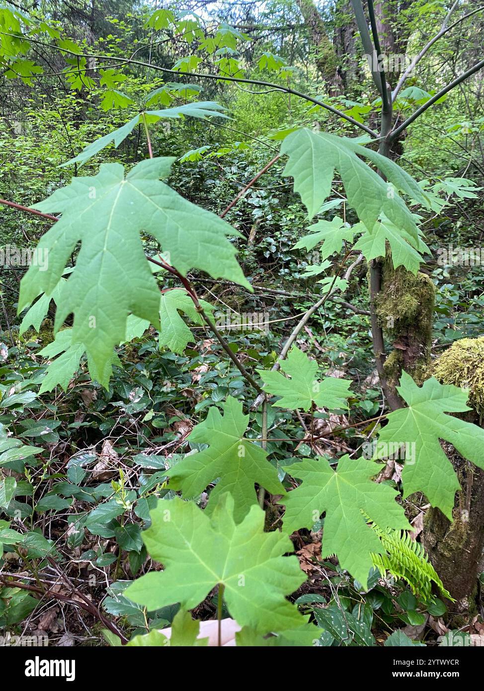 bigleaf maple (Acer macrophyllum Stock Photo - Alamy