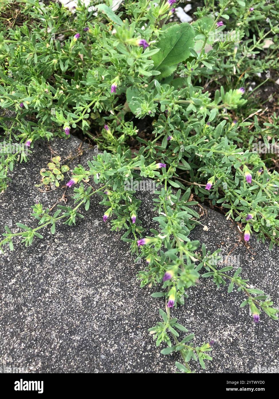 seaside petunia (Calibrachoa parviflora Stock Photo - Alamy