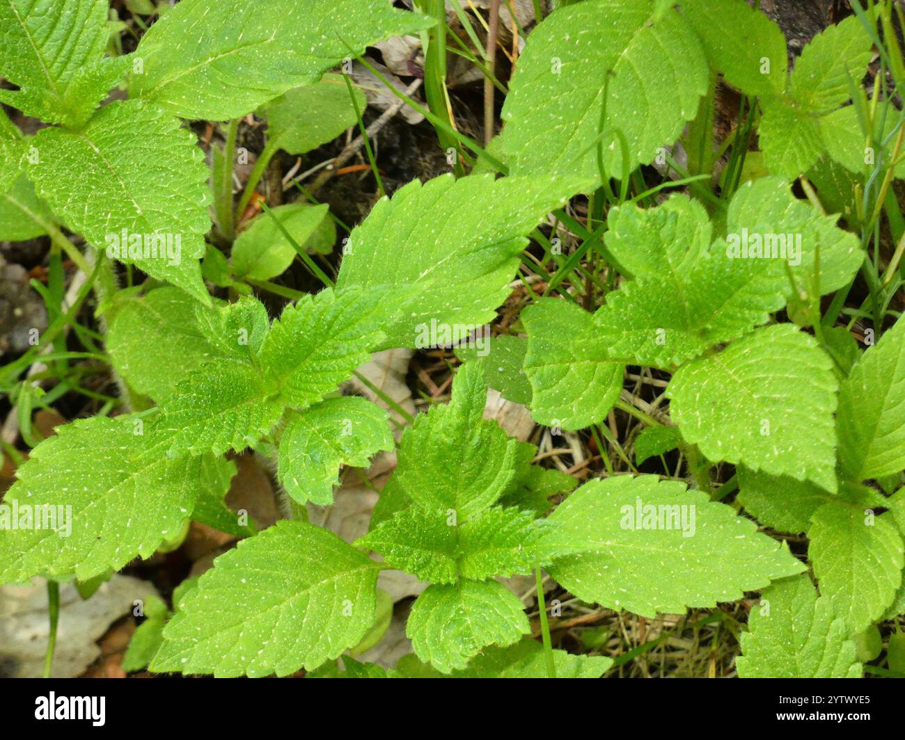 Common hemp-nettle (Galeopsis tetrahit Stock Photo - Alamy