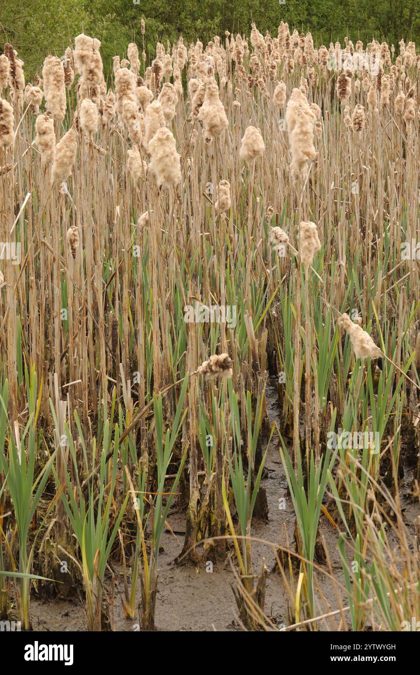 broadleaf cattail (Typha latifolia Stock Photo - Alamy