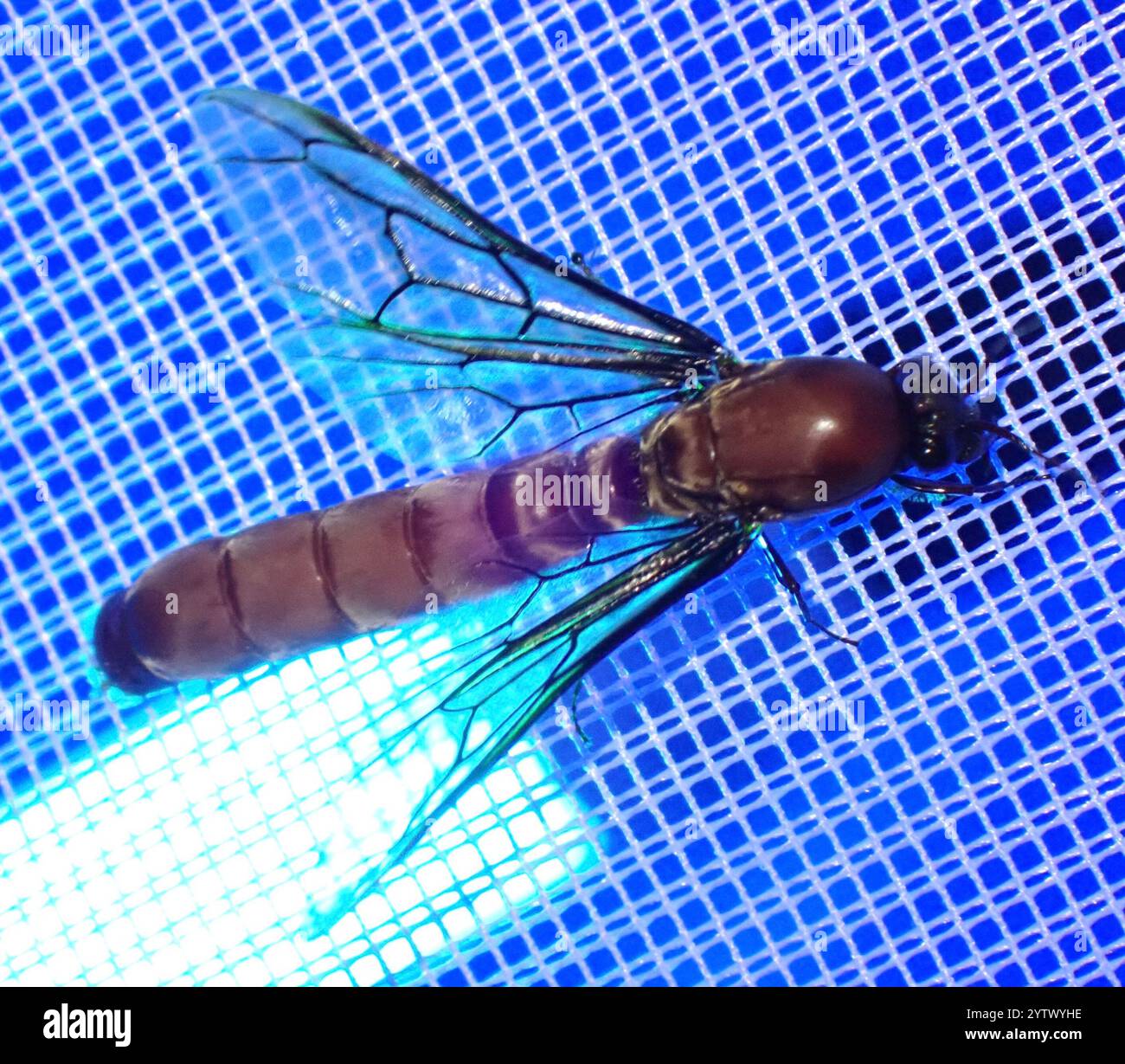 Driver Ants and Allies (Dorylus Stock Photo - Alamy