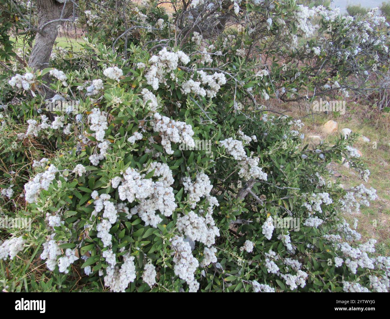 Coastal Camphorbush (Tarchonanthus littoralis Stock Photo - Alamy