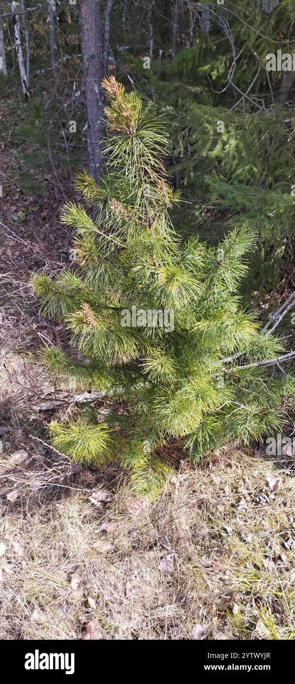 Siberian pine (Pinus sibirica Stock Photo - Alamy