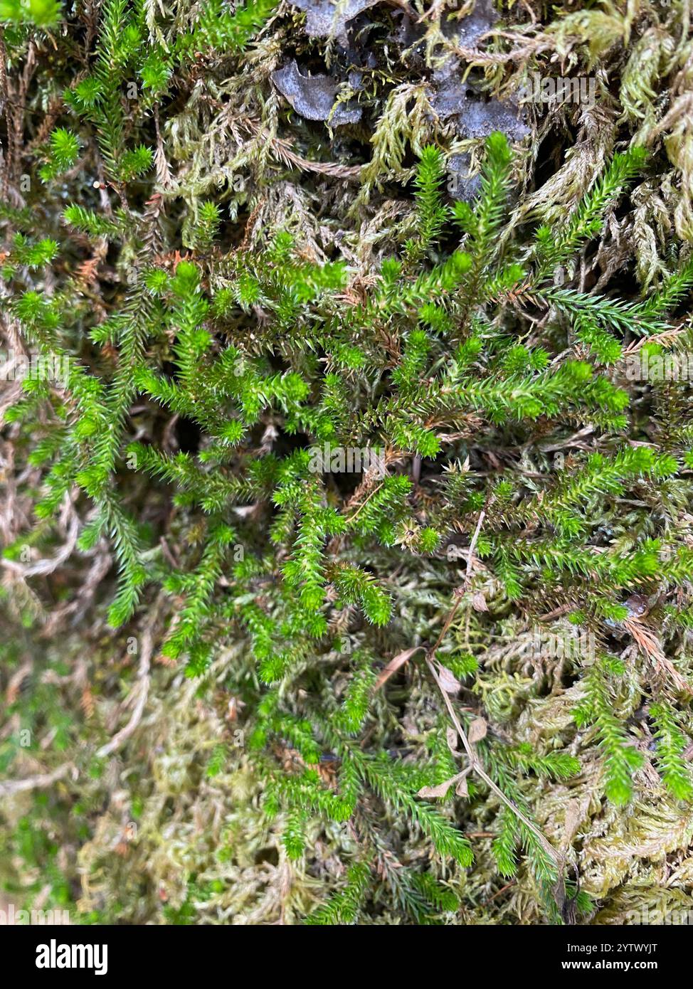 Wallace's spikemoss (Selaginella wallacei Stock Photo - Alamy
