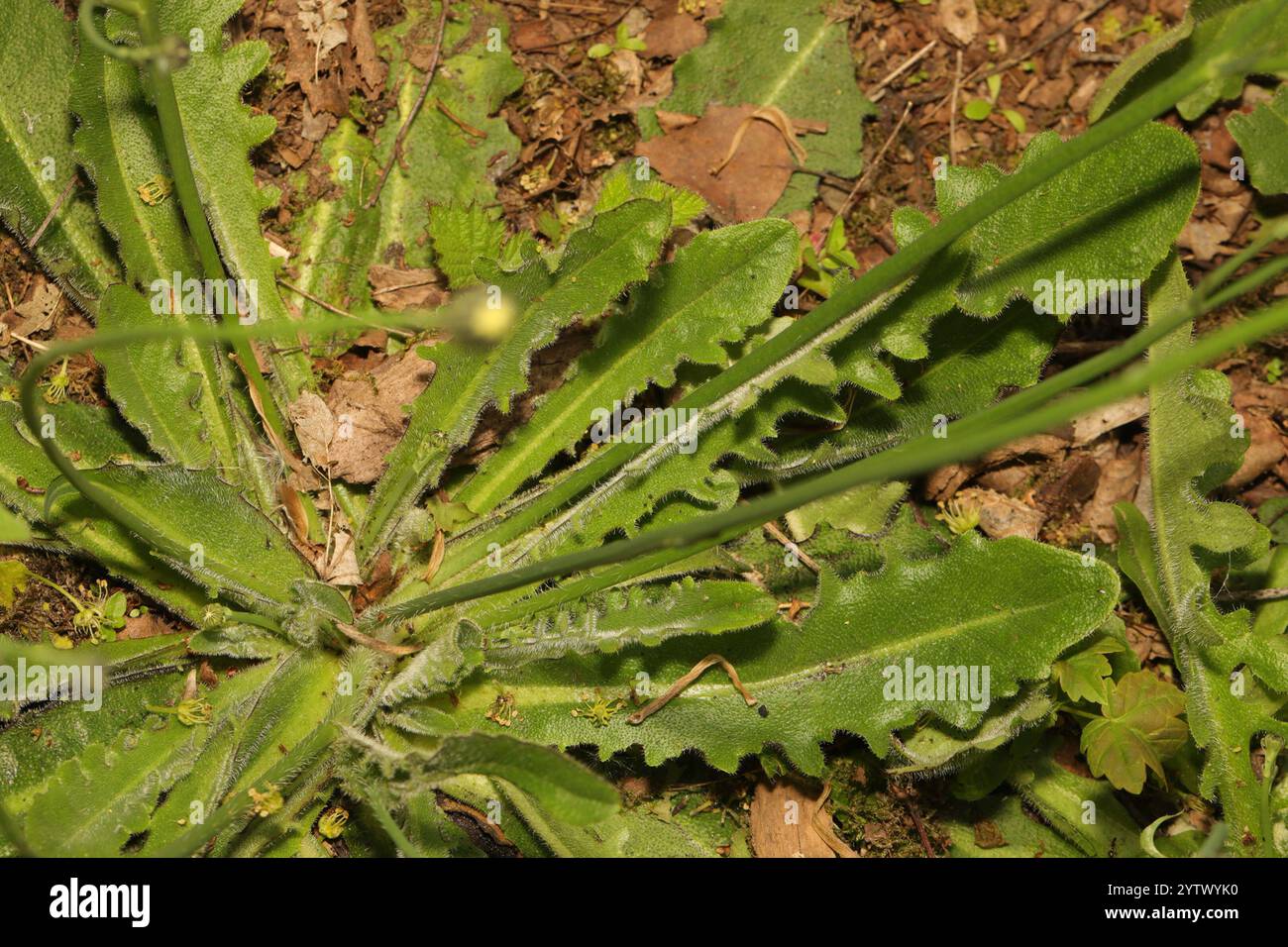 Common Cat's-ear (Hypochaeris radicata Stock Photo - Alamy