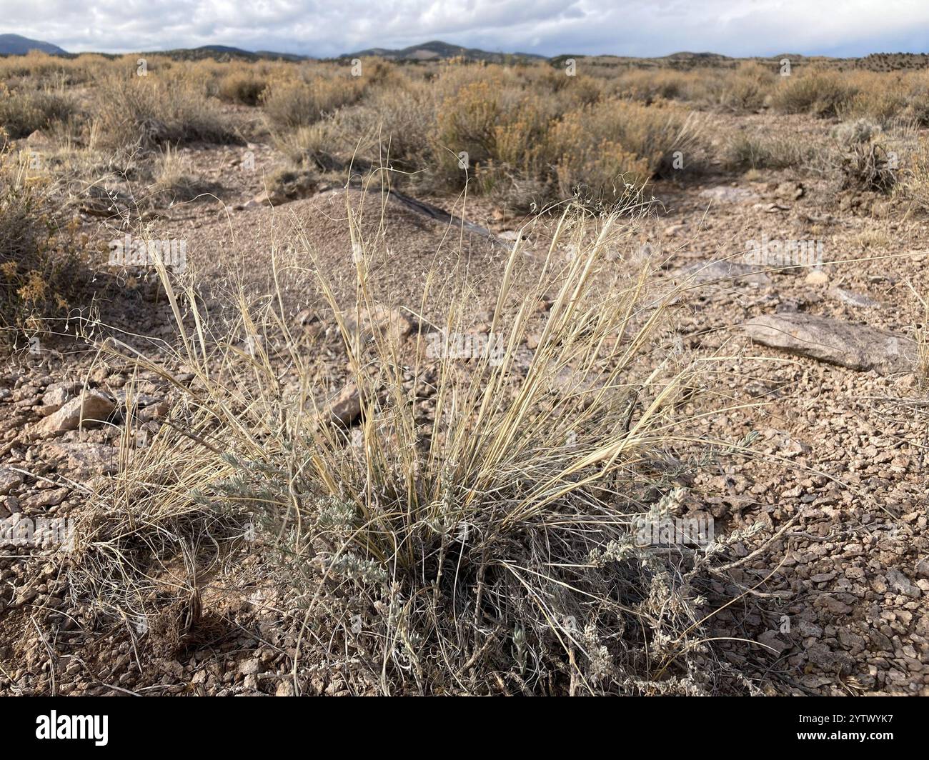 Sand Ricegrass (Eriocoma hymenoides Stock Photo - Alamy
