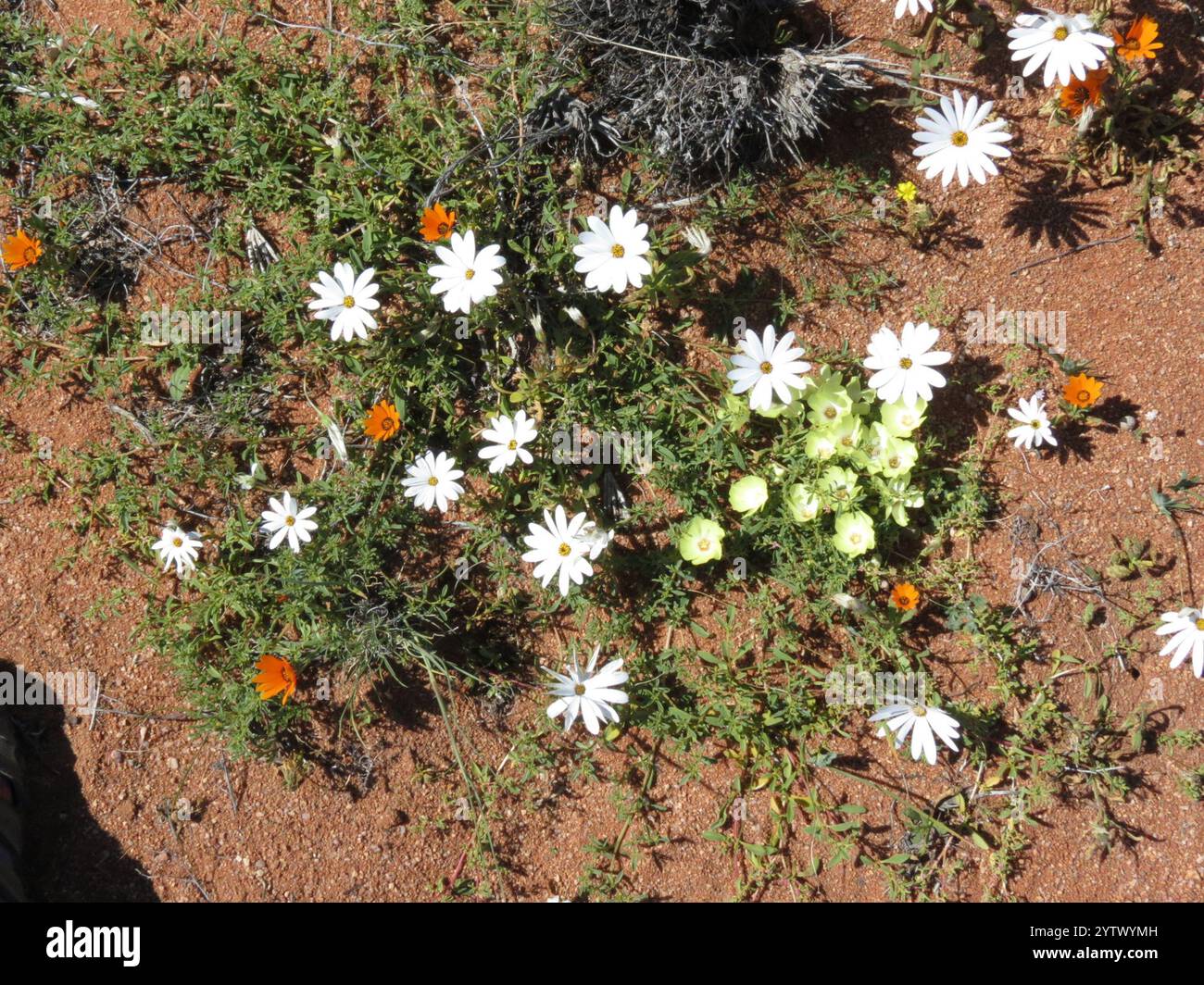 Cape marigold (Dimorphotheca sinuata Stock Photo - Alamy