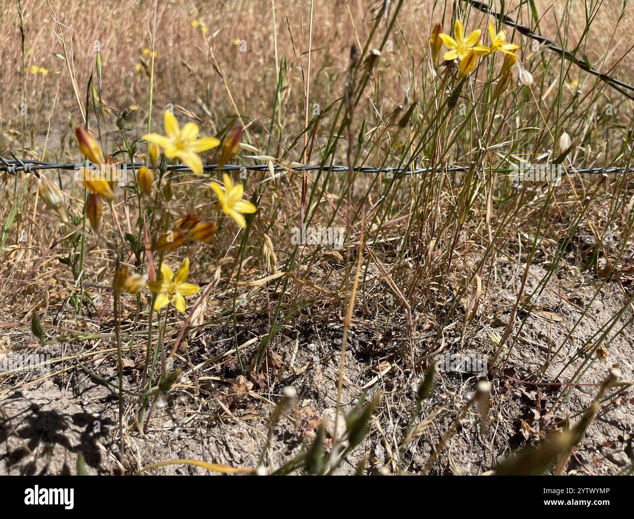 golden brodiaea (Triteleia ixioides ixioides Stock Photo - Alamy