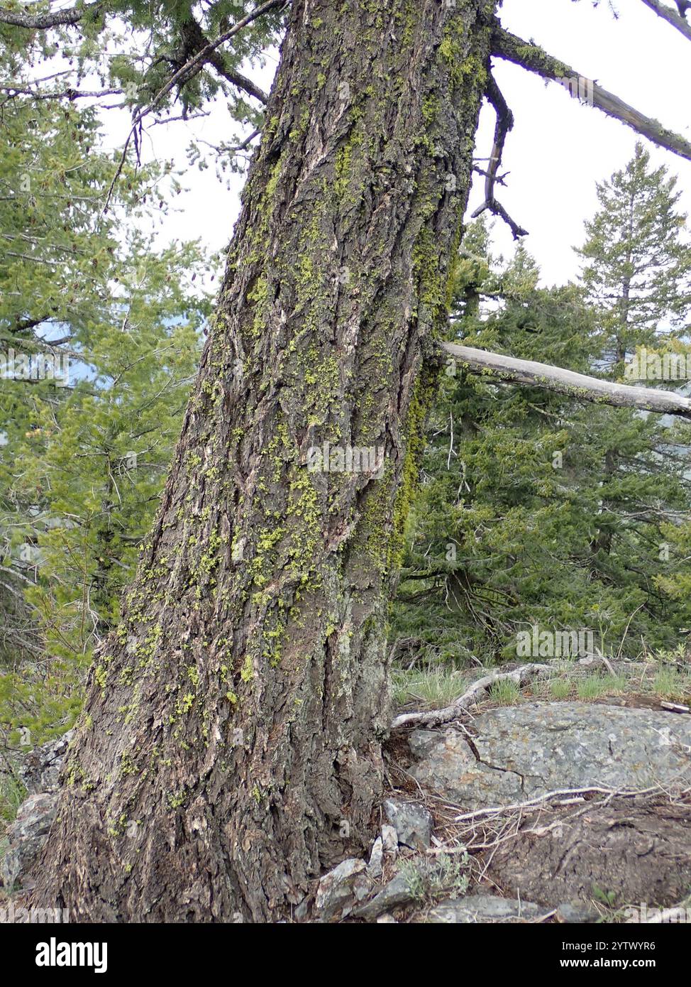 common Douglas-fir (Pseudotsuga menziesii Stock Photo - Alamy
