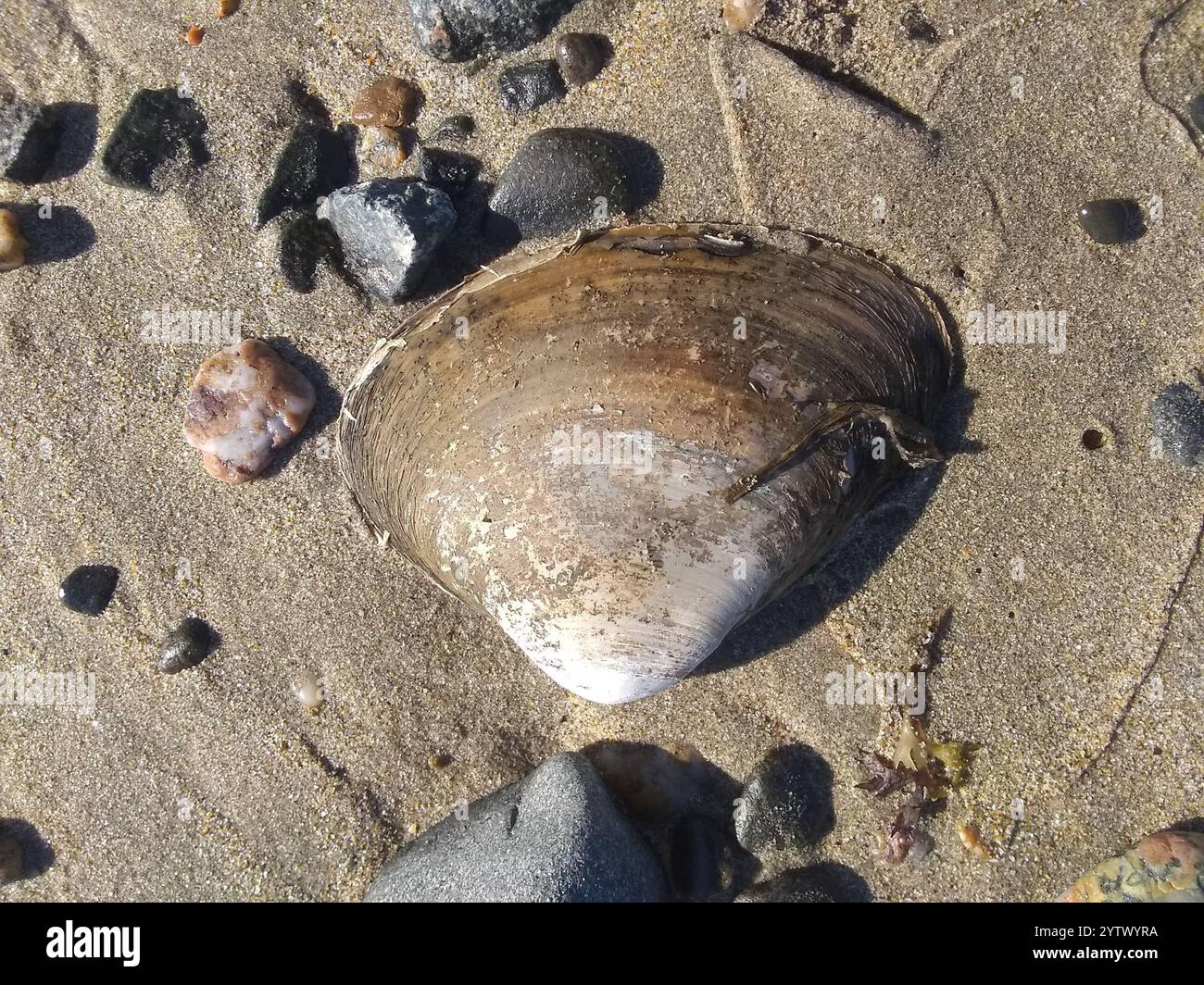 West Atlantic Surfclam (Spisula solidissima Stock Photo - Alamy