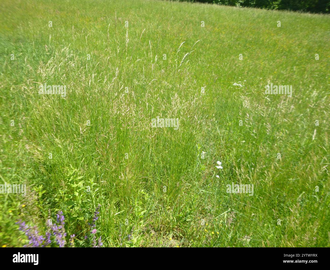 Upright Brome (Bromus erectus Stock Photo - Alamy
