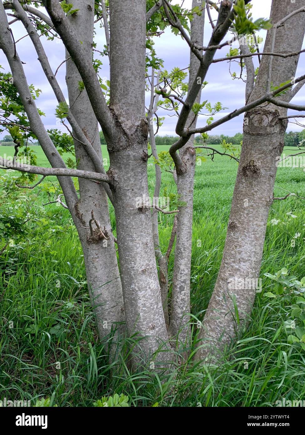 European ash (Fraxinus excelsior Stock Photo - Alamy