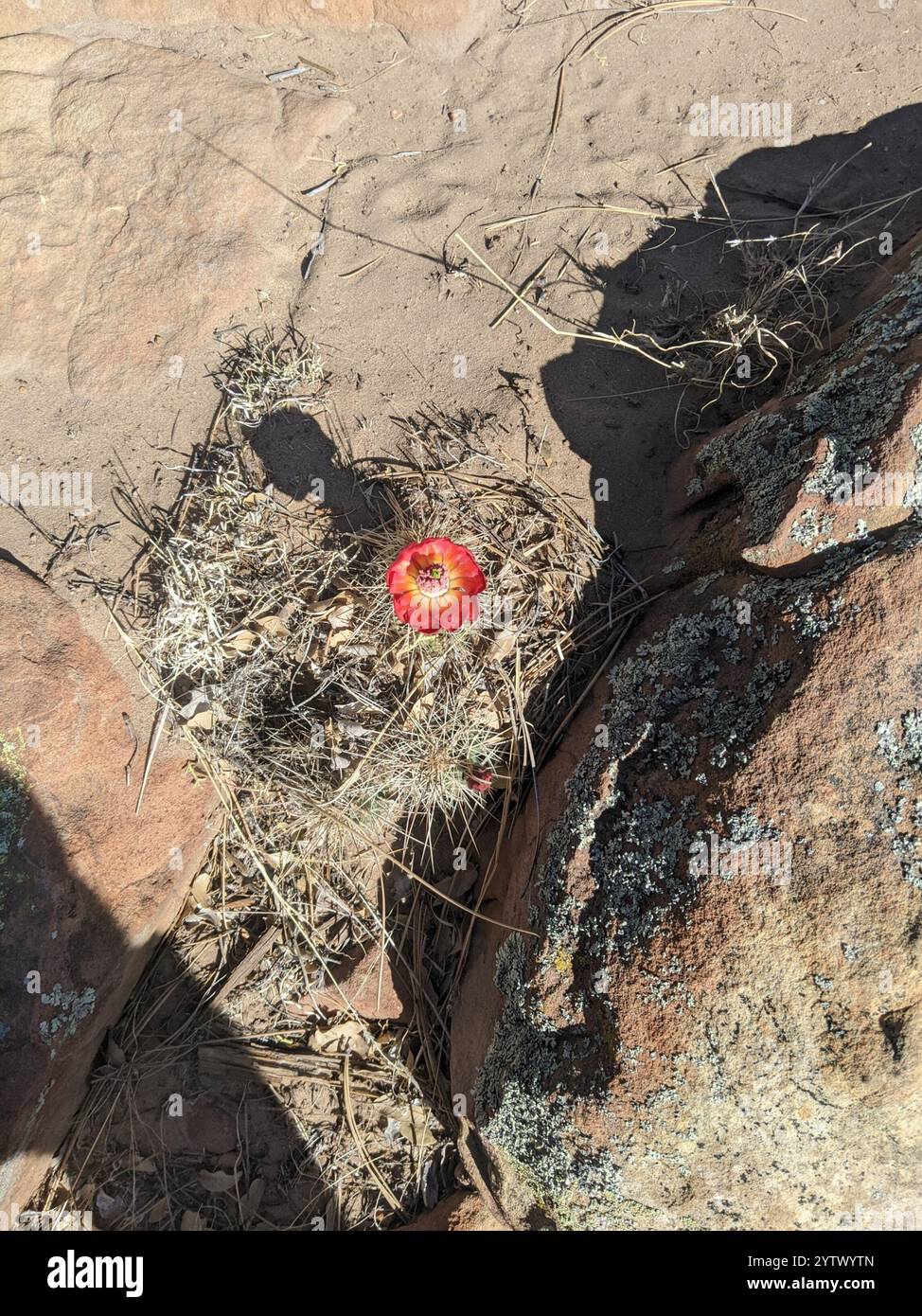 Scarlet Hedgehog Cactus (Echinocereus coccineus coccineus Stock Photo ...