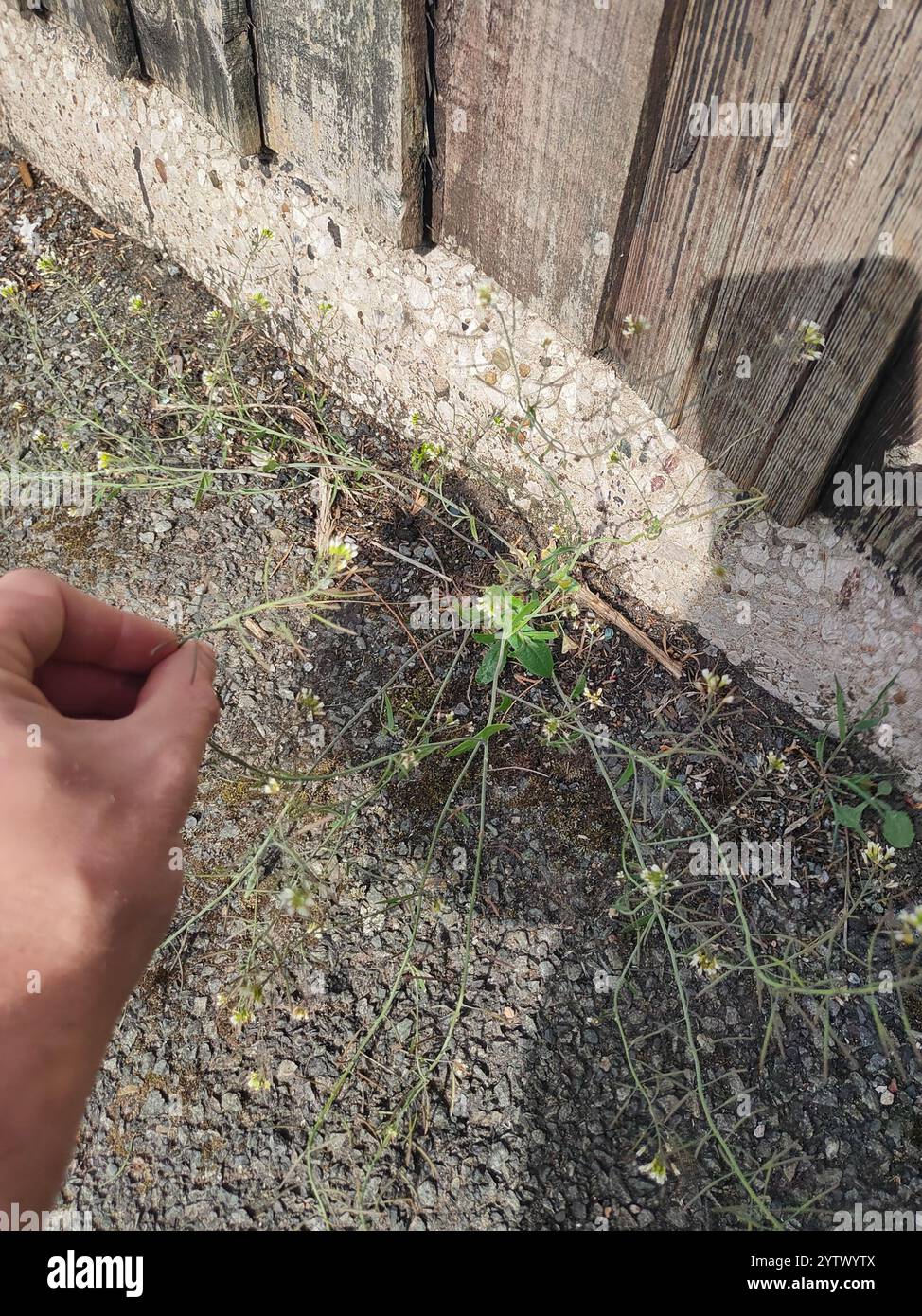 mouse-ear cress (Arabidopsis thaliana Stock Photo - Alamy
