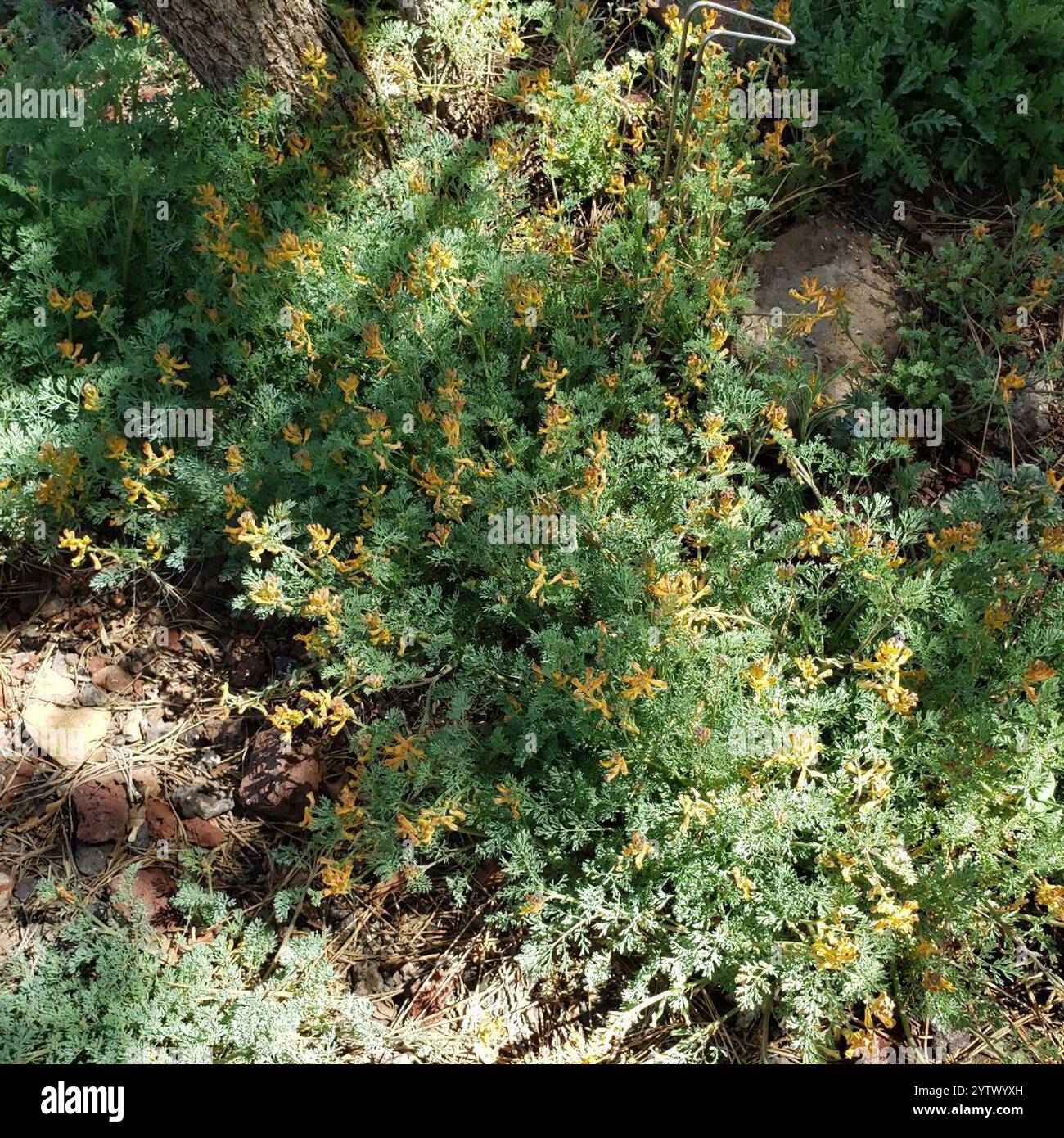 golden corydalis (Corydalis aurea Stock Photo - Alamy