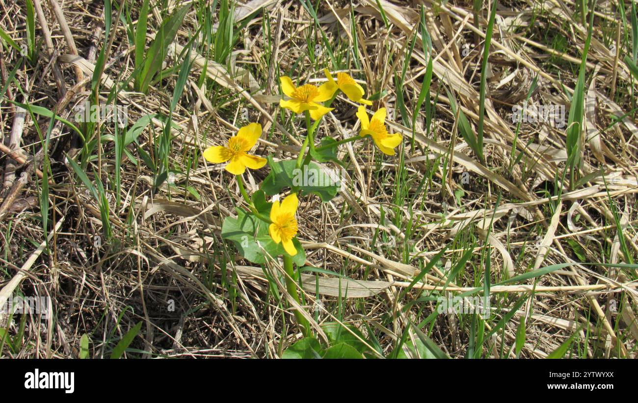 marsh marigold (Caltha palustris Stock Photo - Alamy