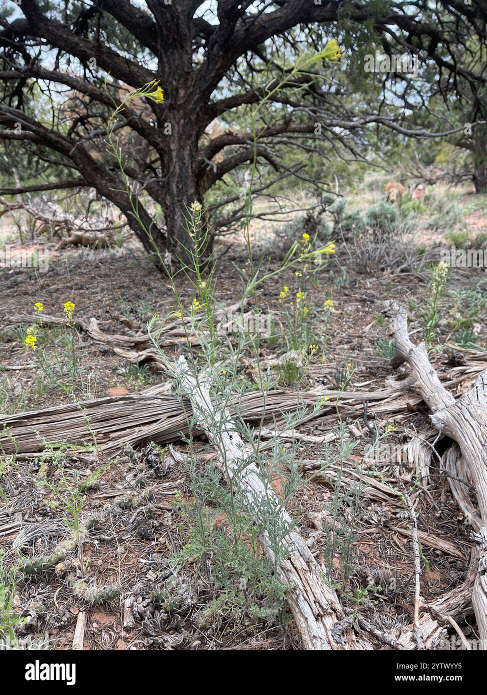 Western Tansymustard (Descurainia pinnata Stock Photo - Alamy