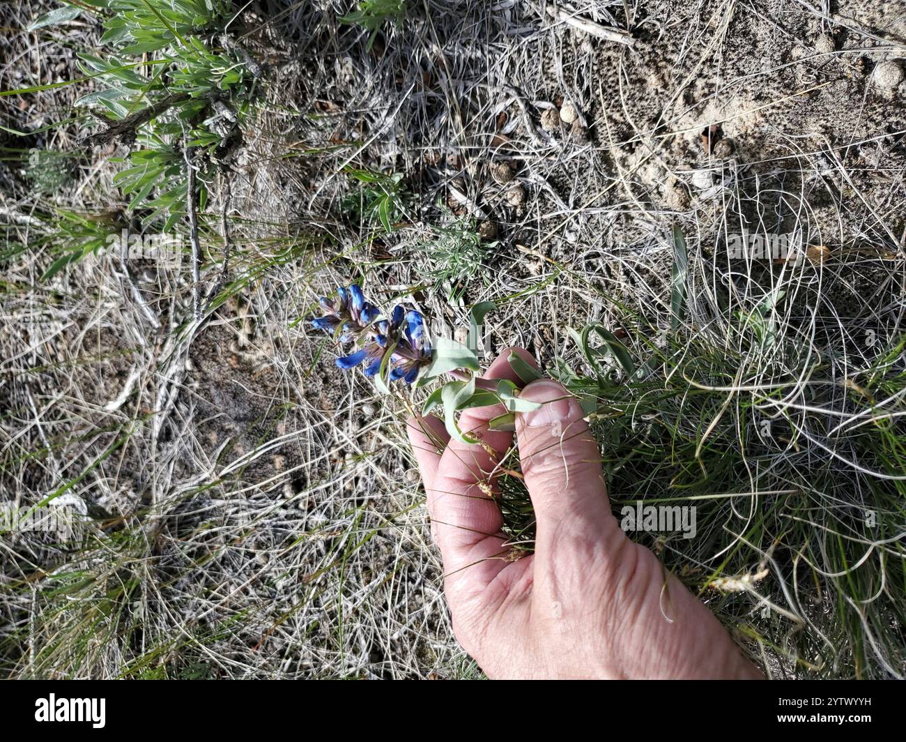 Wax-leaf Beardtongue (Penstemon nitidus Stock Photo - Alamy