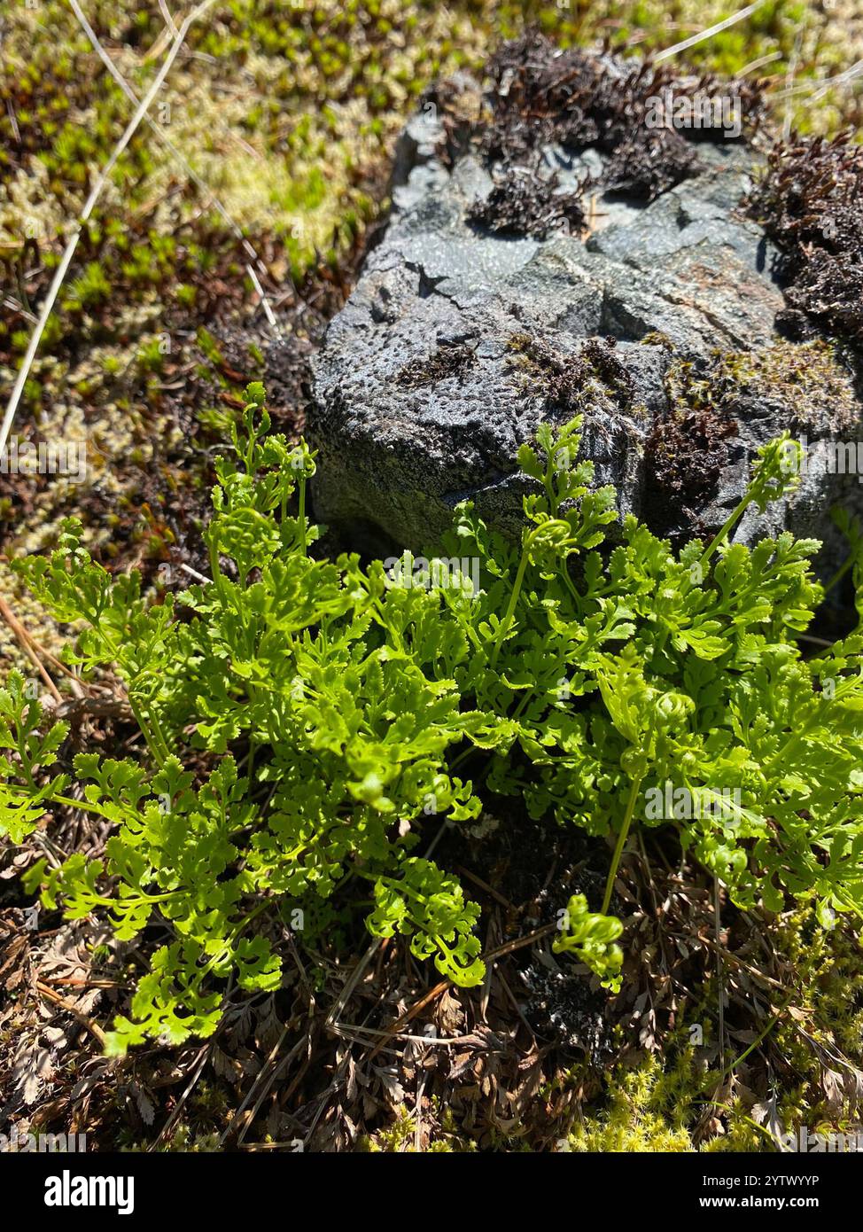 American parsley fern (Cryptogramma acrostichoides Stock Photo - Alamy