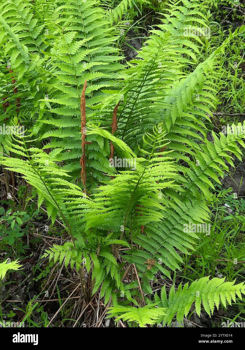 cinnamon fern (Osmundastrum cinnamomeum Stock Photo - Alamy