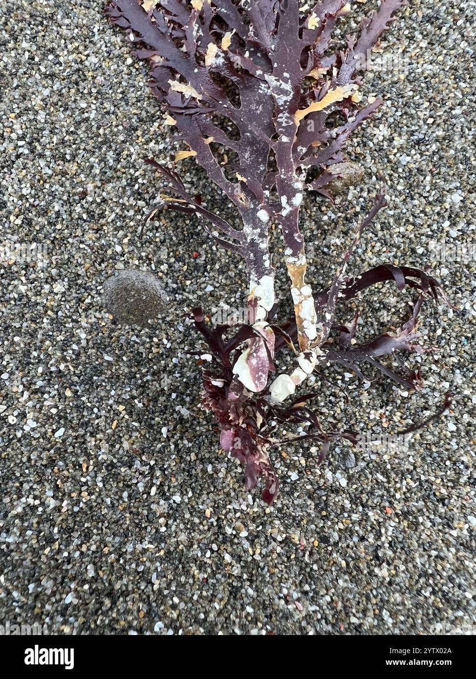 red algae (Rhodophyta Stock Photo - Alamy