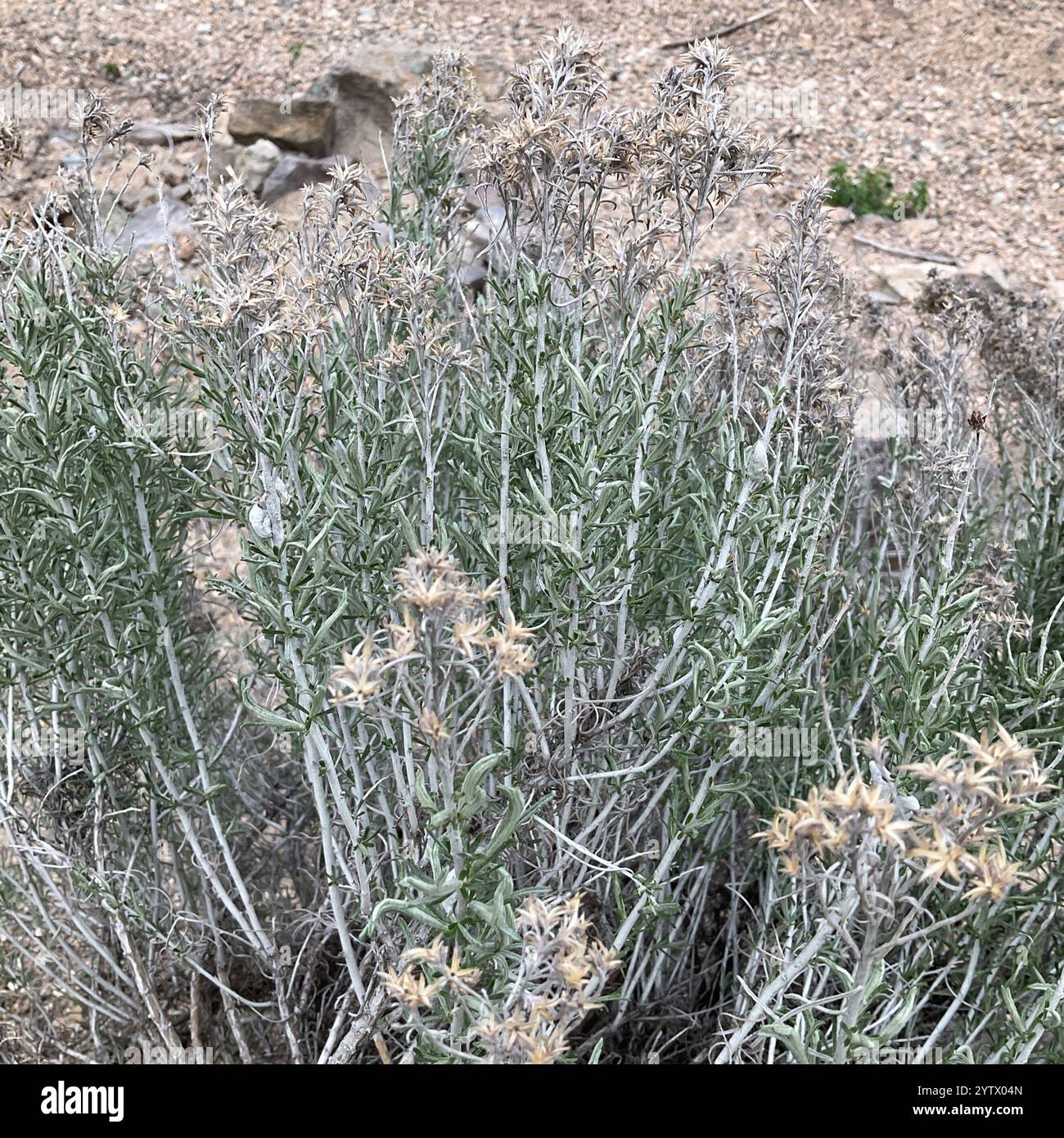 Rubber Rabbitbrush (Ericameria nauseosa Stock Photo - Alamy