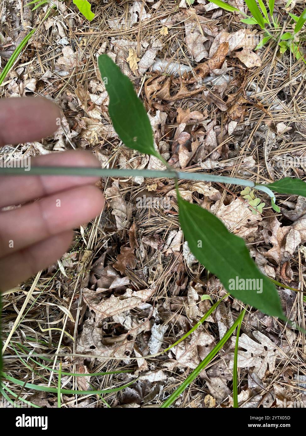 pale-leaved woodland sunflower (Helianthus strumosus Stock Photo - Alamy