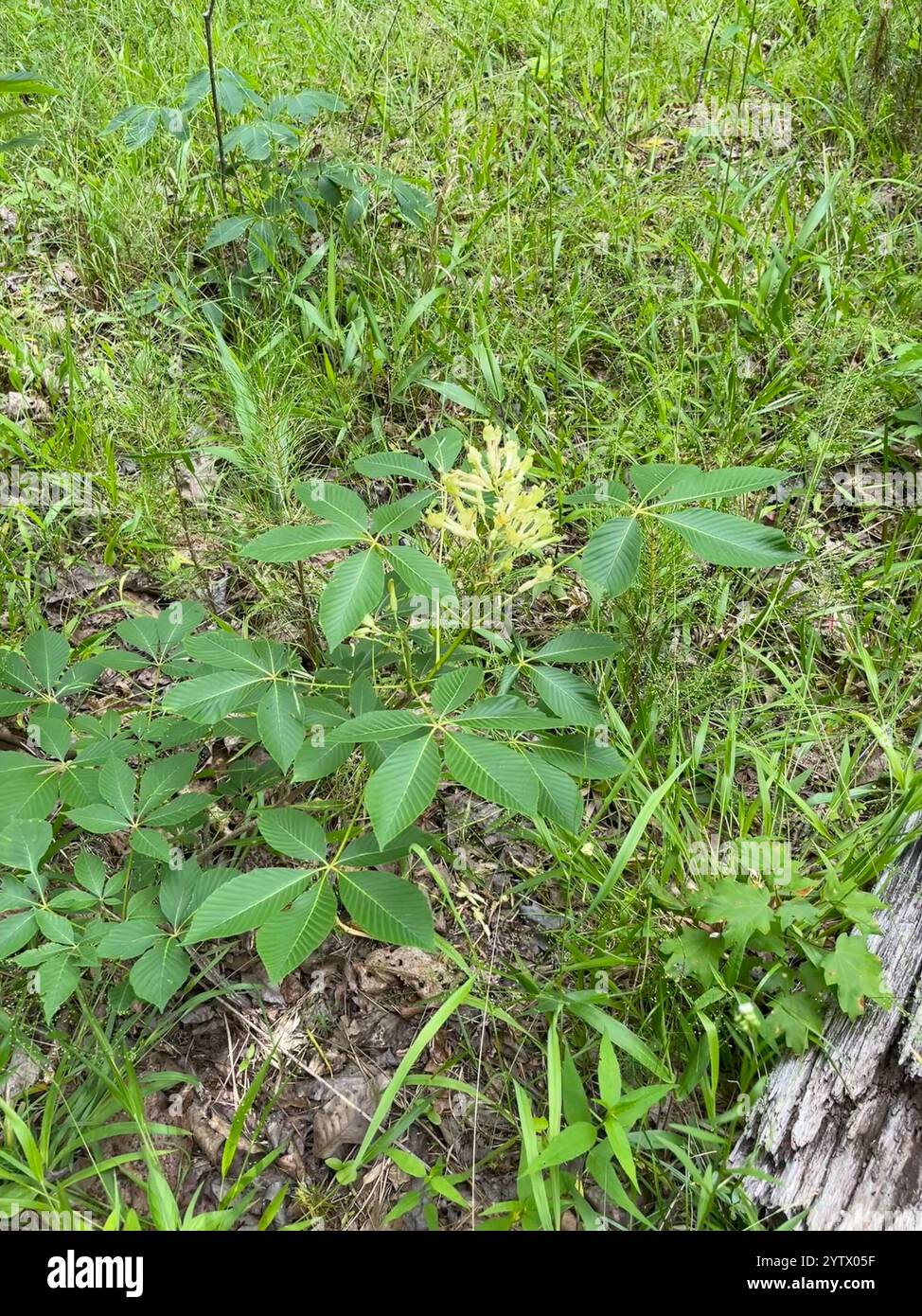 painted buckeye (Aesculus sylvatica Stock Photo - Alamy