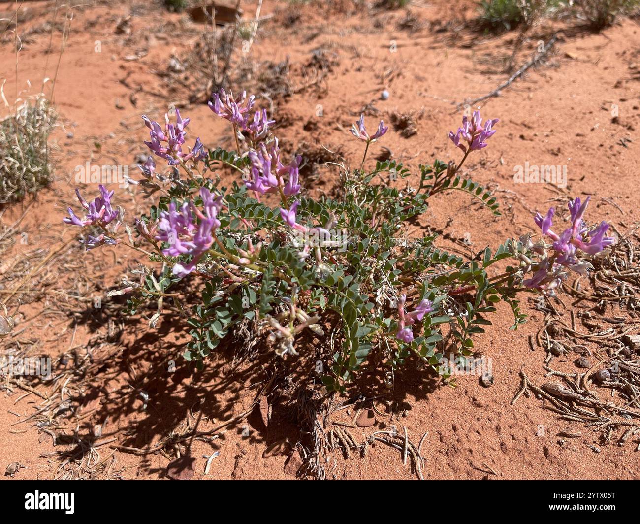 Freckled Milkvetch (Astragalus lentiginosus Stock Photo - Alamy