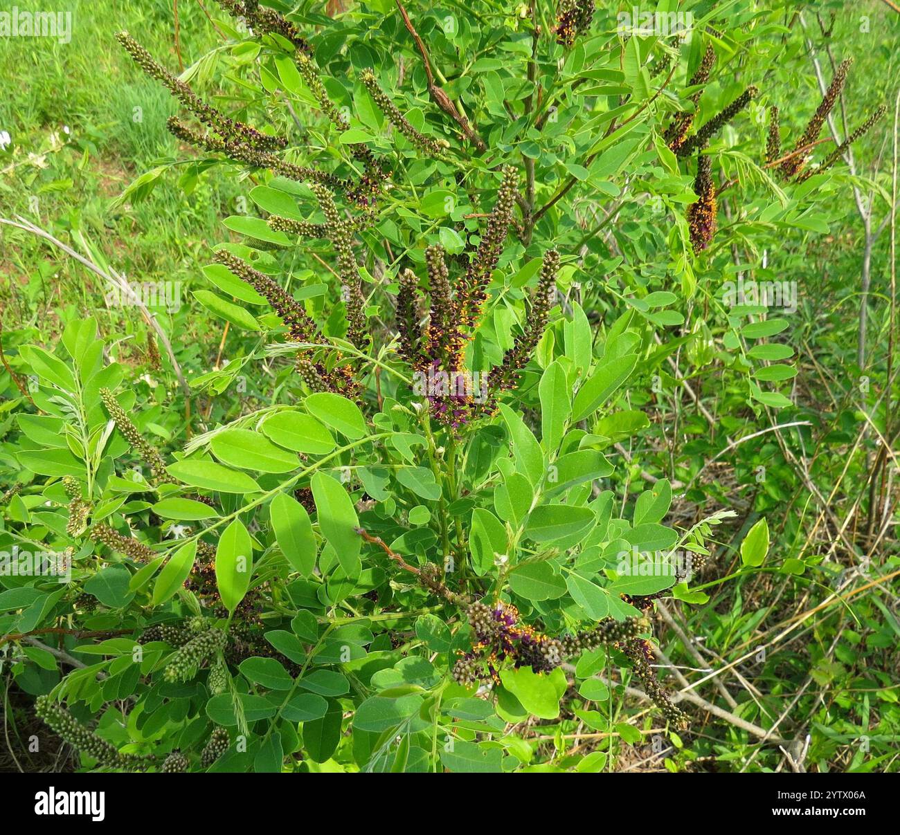 false indigo bush (Amorpha fruticosa Stock Photo - Alamy