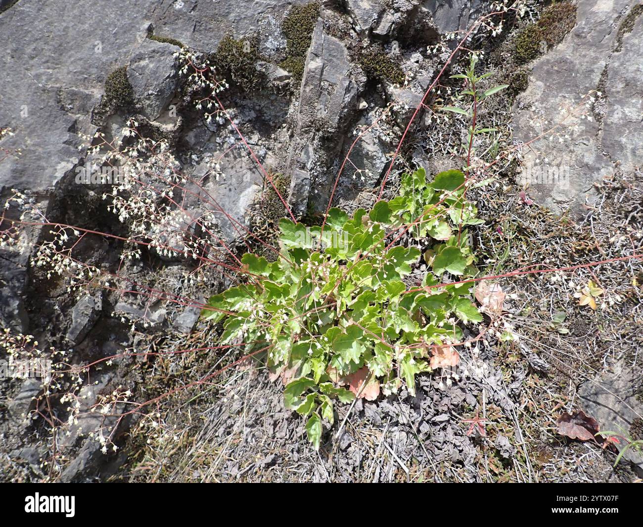 crevice alumroot (Heuchera micrantha Stock Photo - Alamy
