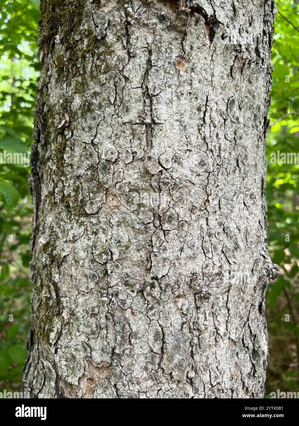 southern sugar maple (Acer floridanum Stock Photo - Alamy