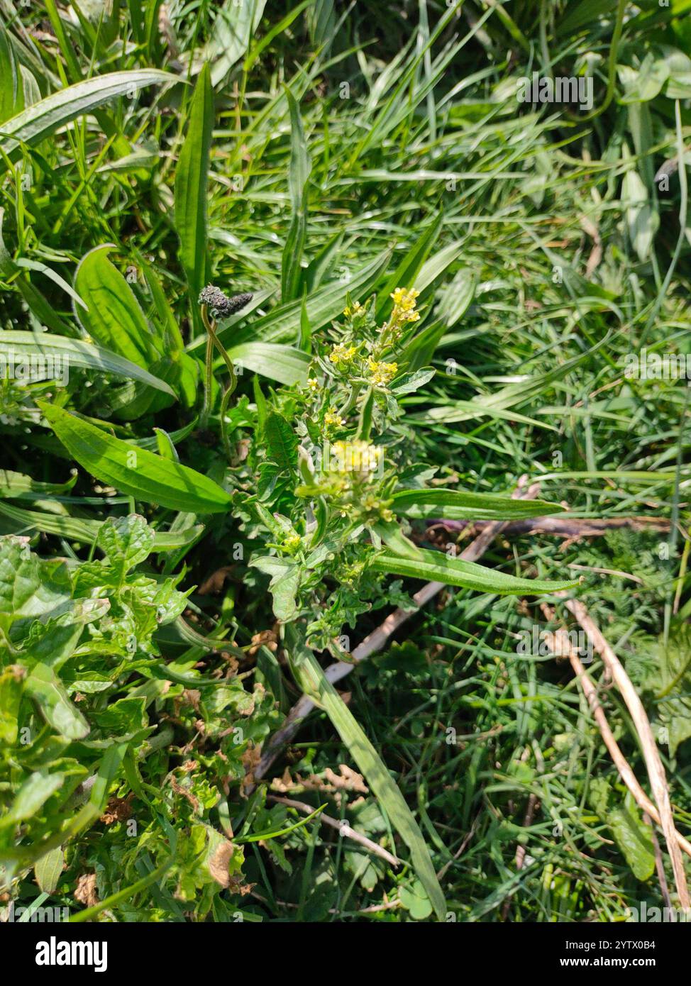 Hedge mustard (Sisymbrium officinale Stock Photo - Alamy