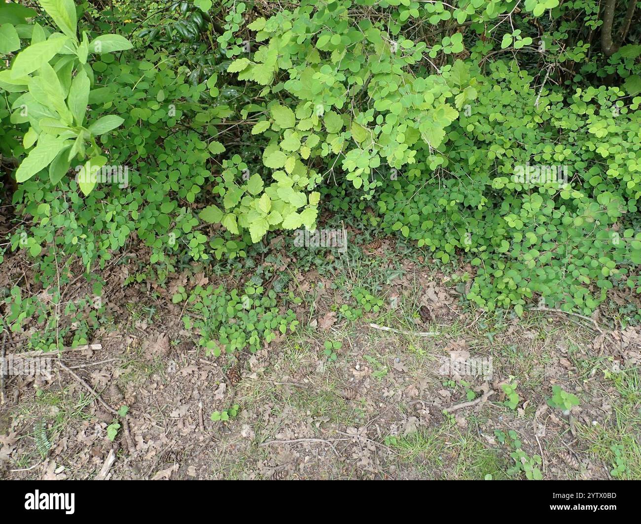 common ivy (Hedera helix Stock Photo - Alamy