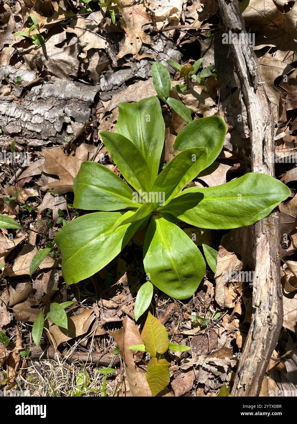 American columbo (Frasera caroliniensis Stock Photo - Alamy