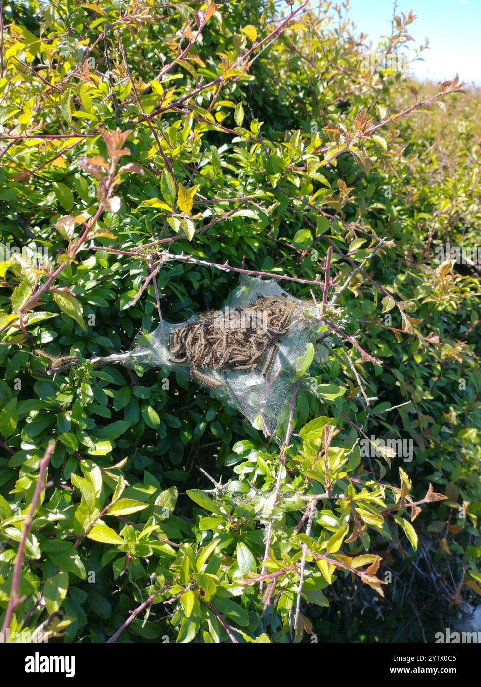 The Lackey (Malacosoma neustria Stock Photo - Alamy