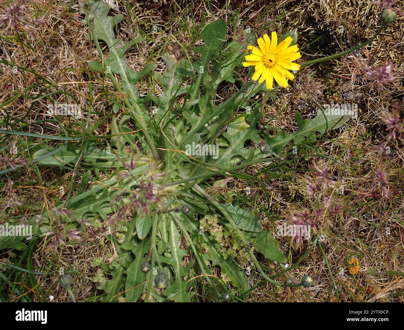 Common Cat's-ear (Hypochaeris radicata Stock Photo - Alamy