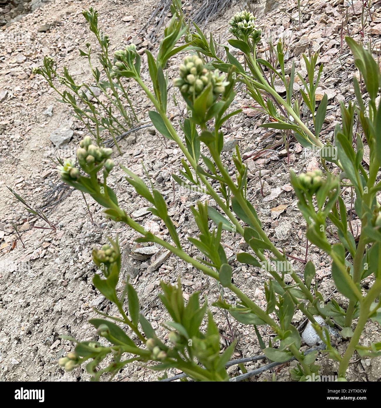 bastard toadflax (Comandra umbellata Stock Photo - Alamy