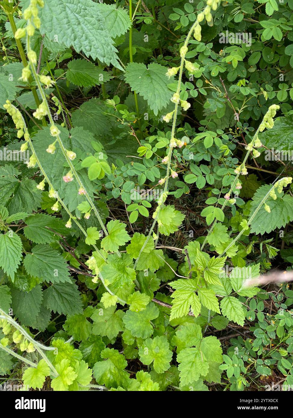 fringe cups (Tellima grandiflora Stock Photo - Alamy