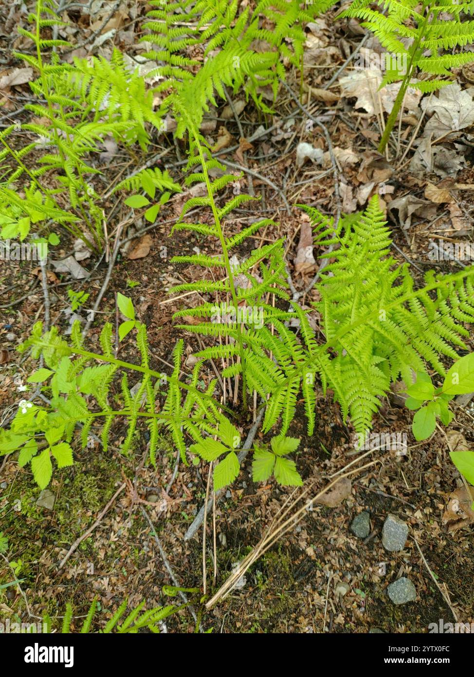 northern lady fern (Athyrium angustum Stock Photo - Alamy