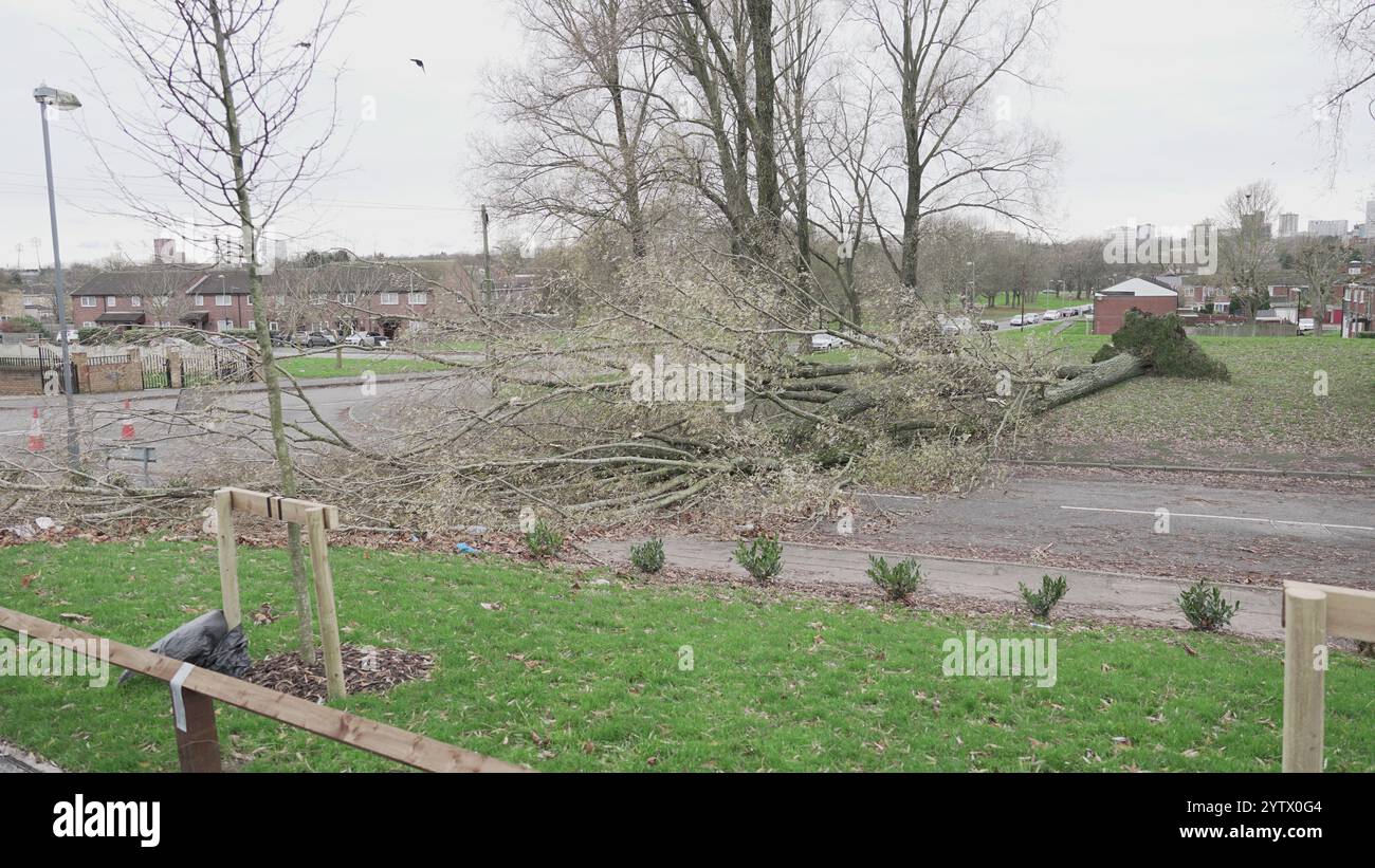 Storm Darragh, Birmingham, UK - Fallen tree Stock Photo - Alamy