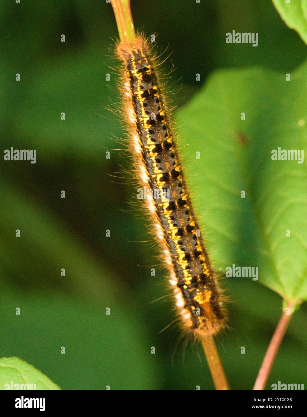 Drinker Moth (Euthrix potatoria Stock Photo - Alamy