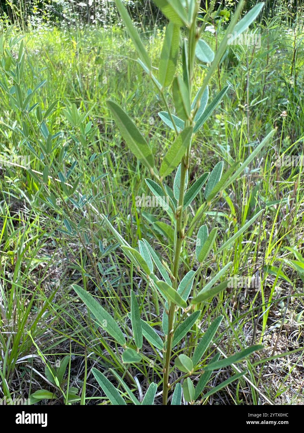 slender bush clover (Lespedeza virginica Stock Photo - Alamy