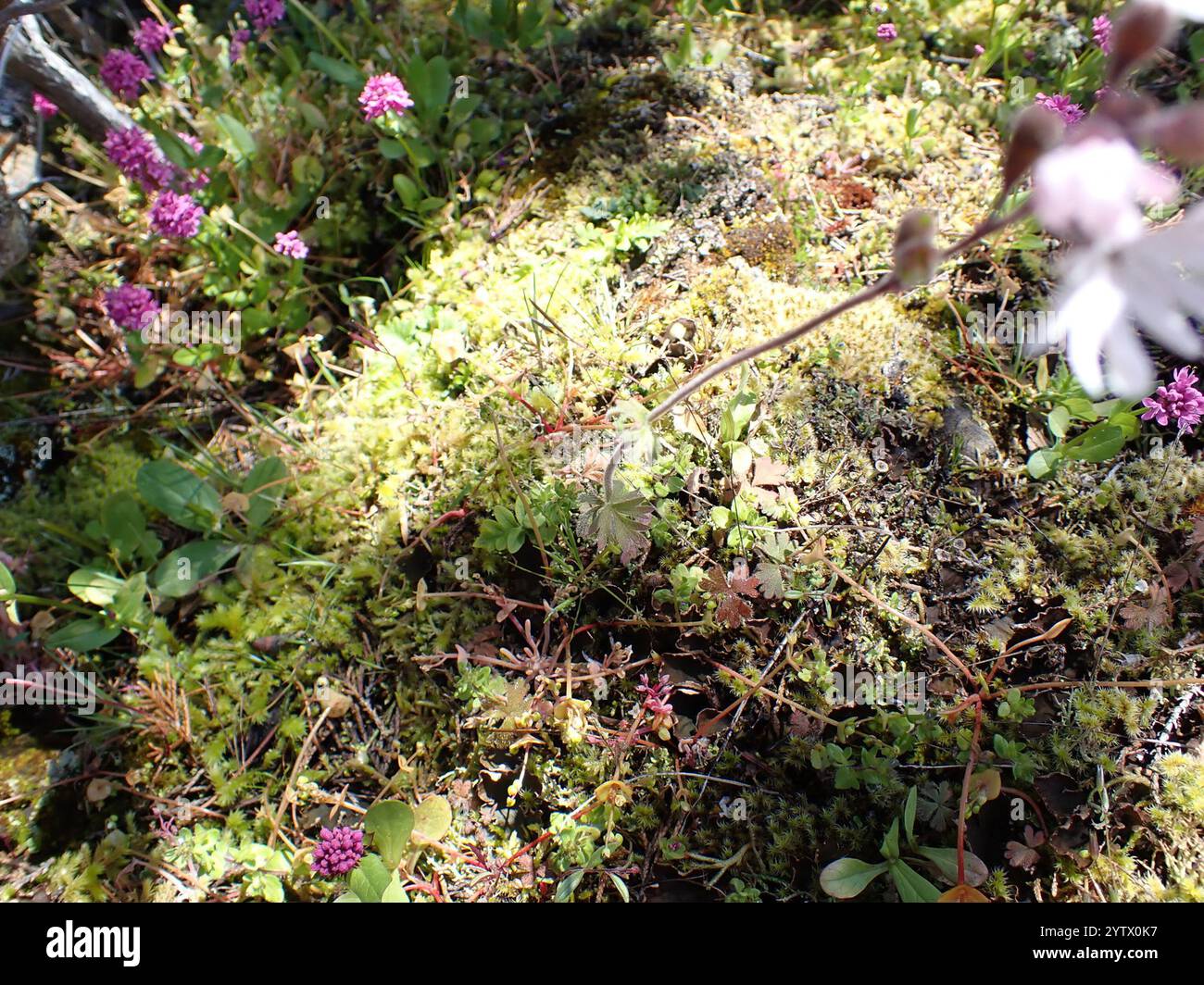 smallflower woodland star (Lithophragma parviflorum Stock Photo - Alamy