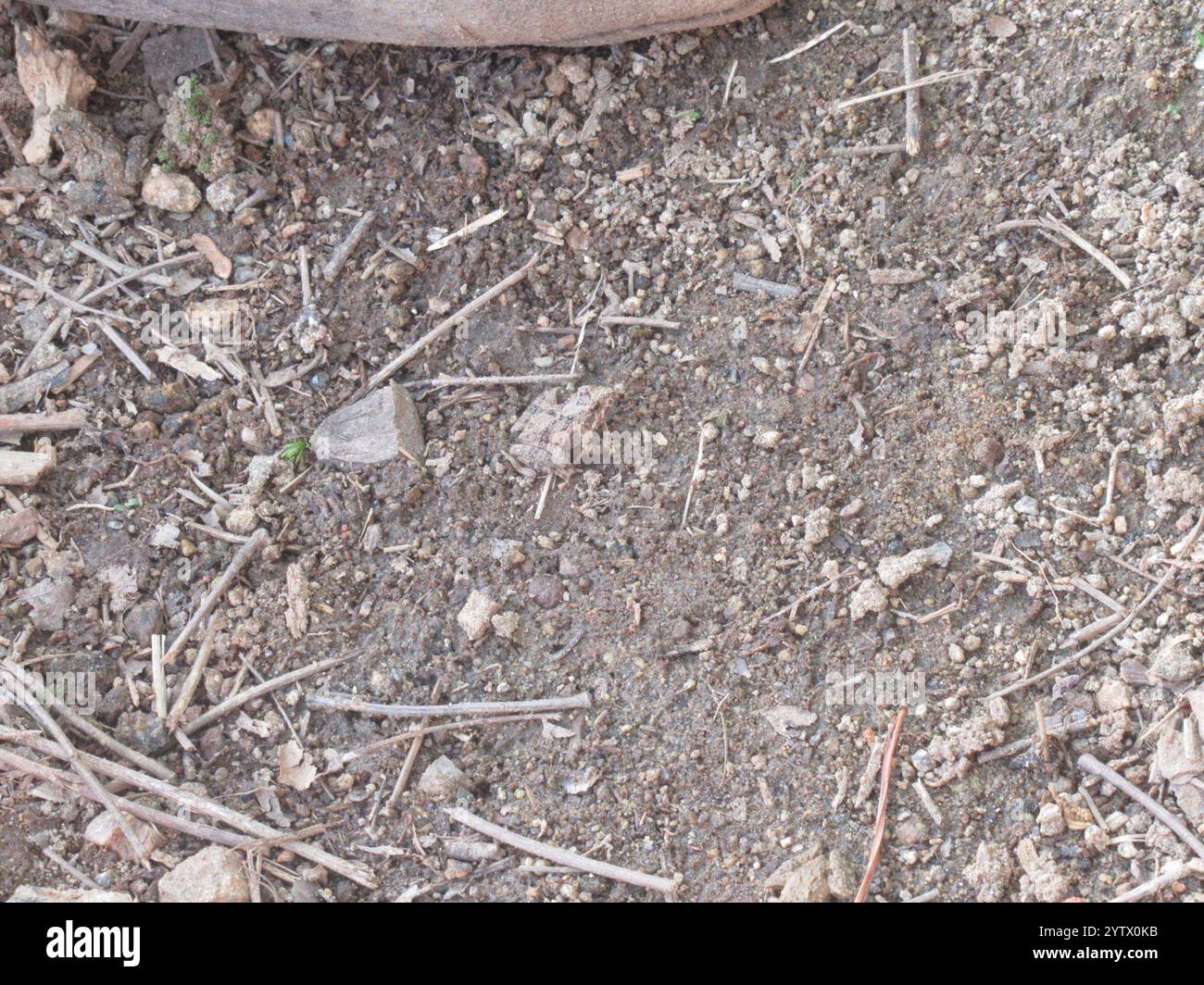 Northern Cricket Frog (Acris crepitans Stock Photo - Alamy