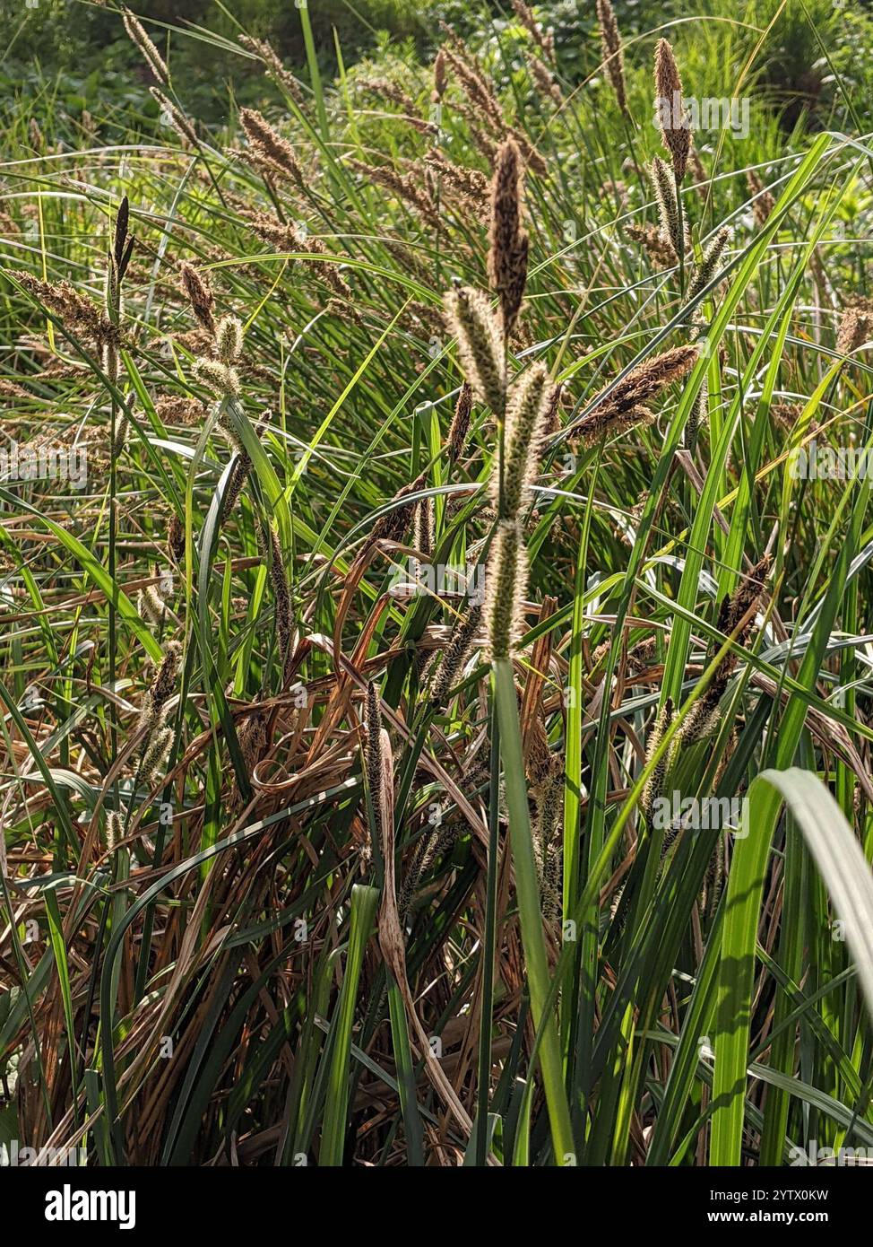 lesser pond sedge (Carex acutiformis Stock Photo - Alamy