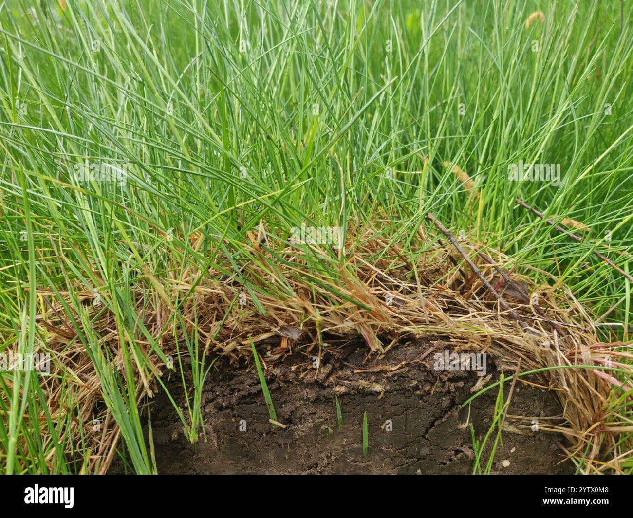 red fescue (Festuca rubra Stock Photo - Alamy