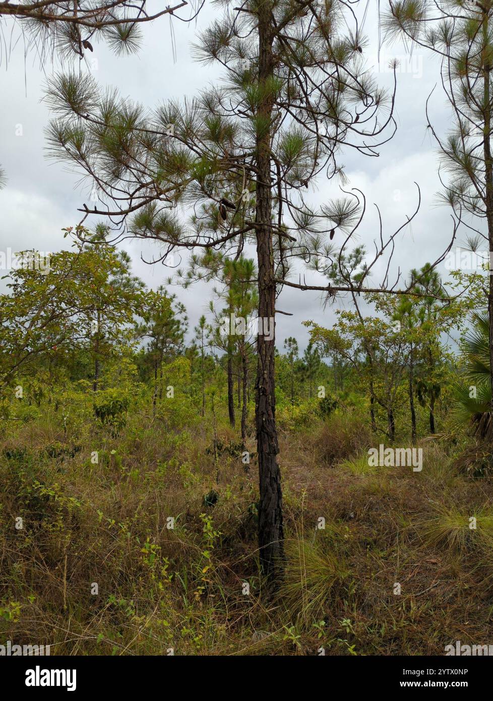 Caribbean pine (Pinus caribaea Stock Photo - Alamy