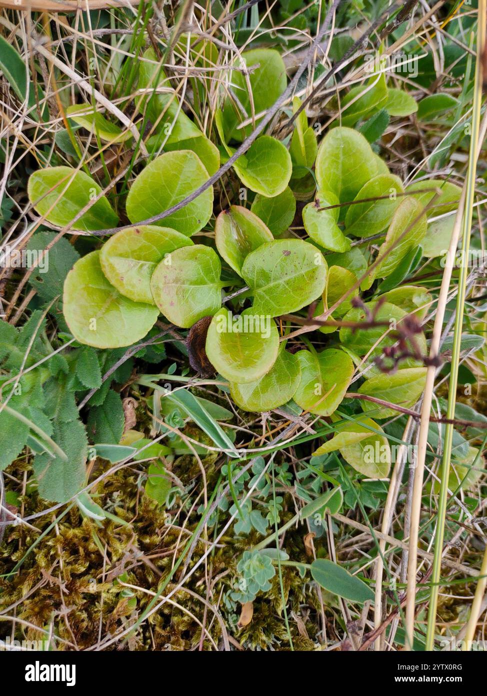 round-leaved wintergreen (Pyrola rotundifolia Stock Photo - Alamy