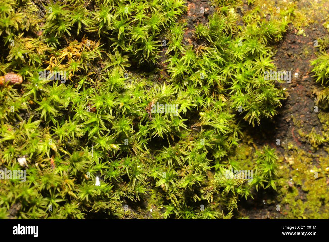 Lewinskya affinis hi-res stock photography and images - Alamy
